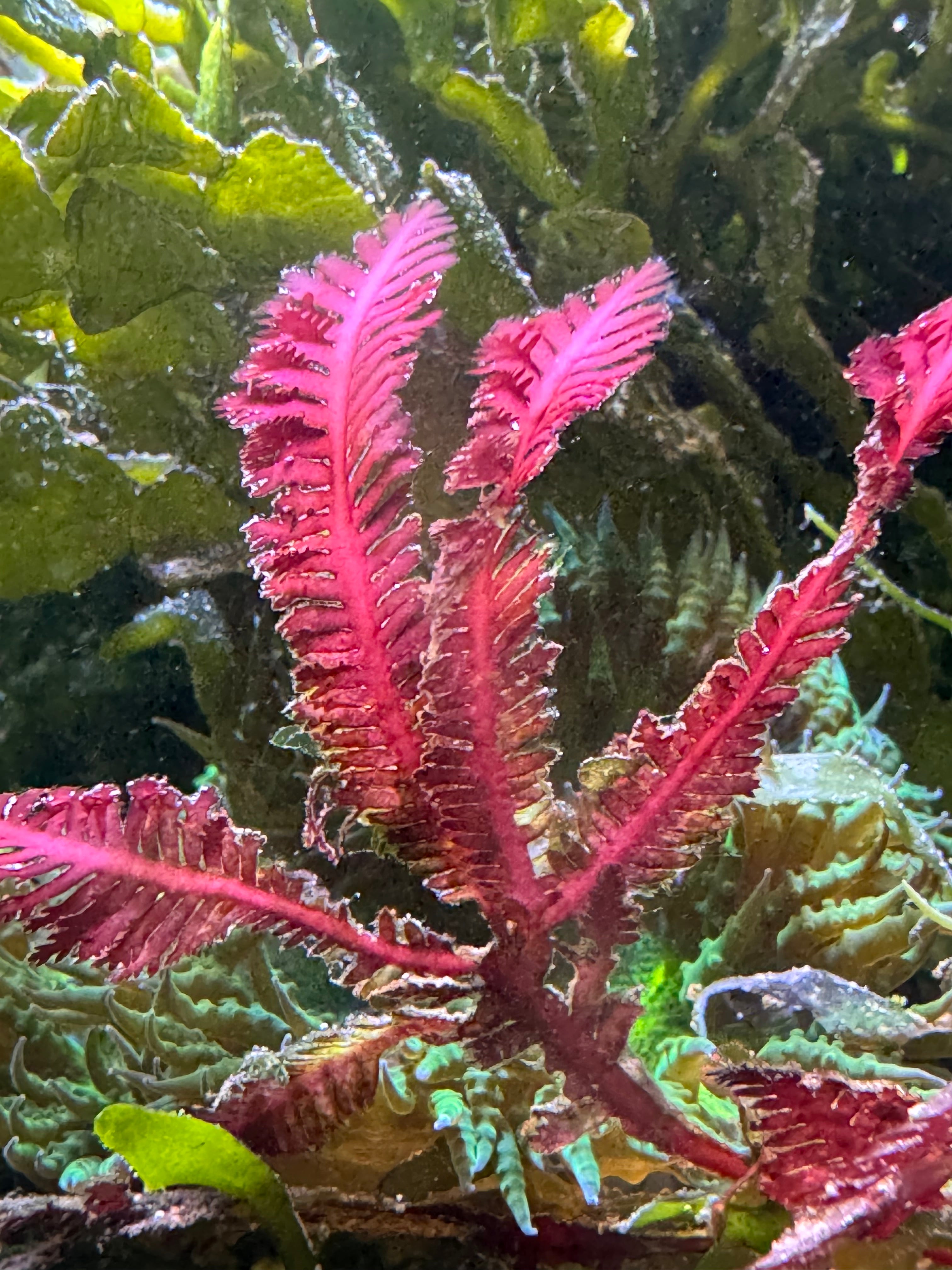 Haliptilon sp. – The Macro Lady