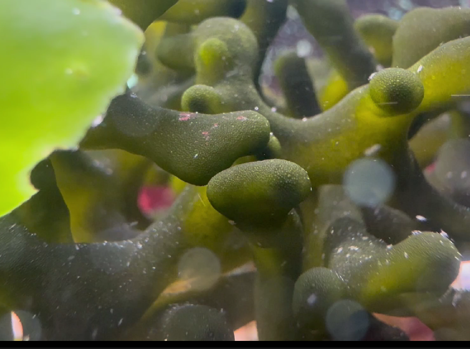 Refugium Starter Pack – The Macro Lady