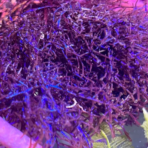 Coelothrix irregularis – The Macro Lady