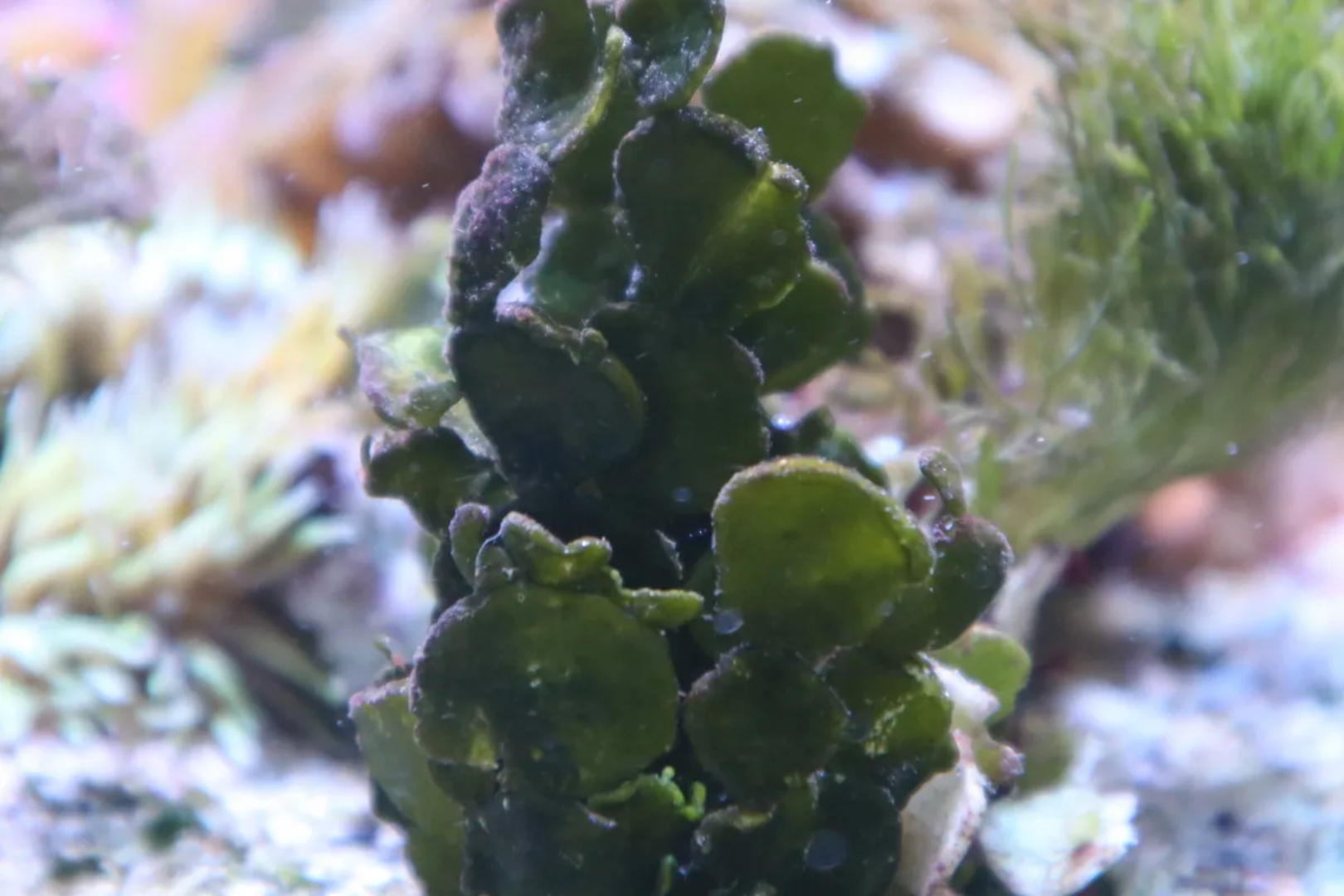 Halimeda discoidea – The Macro Lady