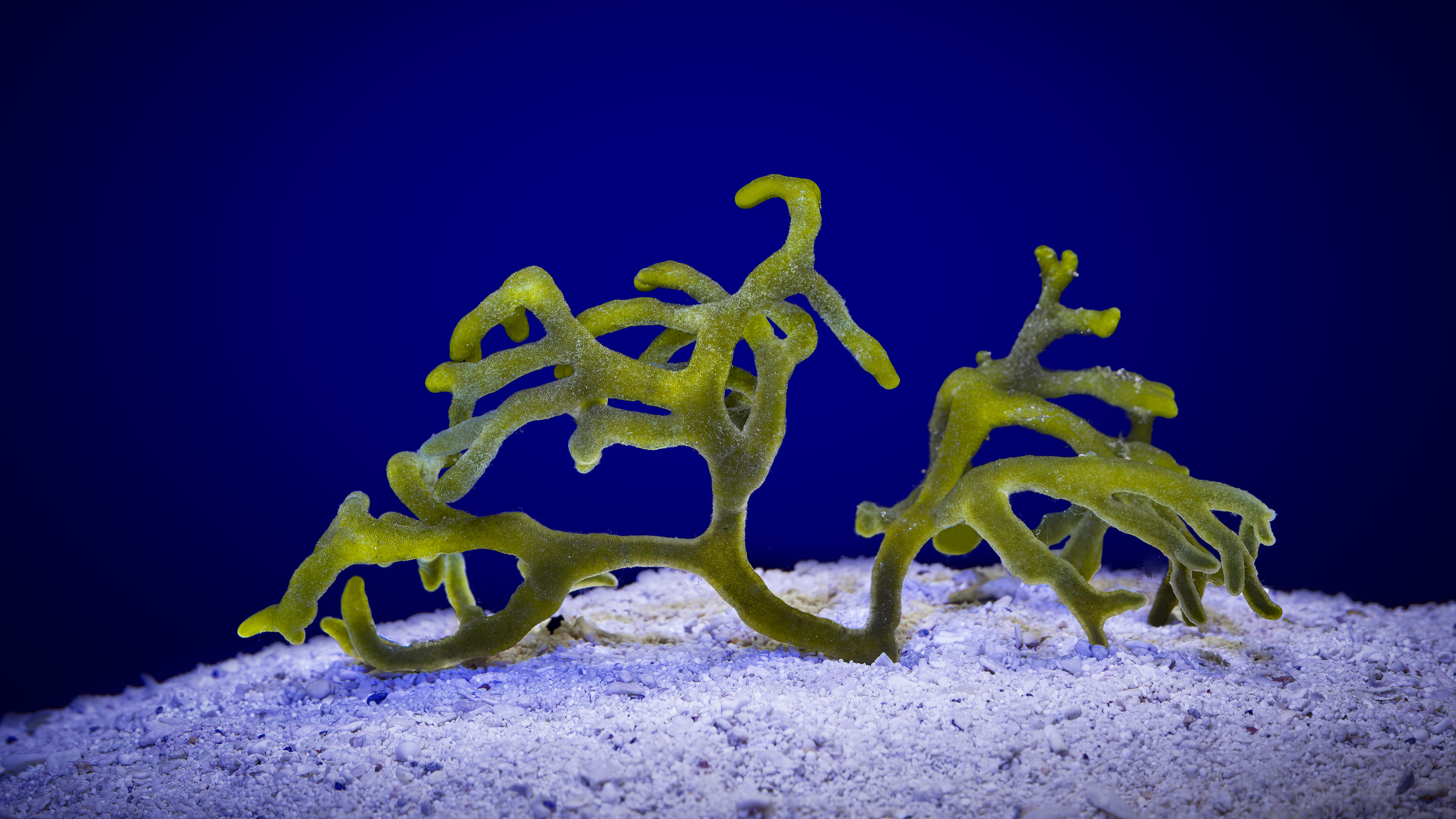 Codium Fragile – The Macro Lady
